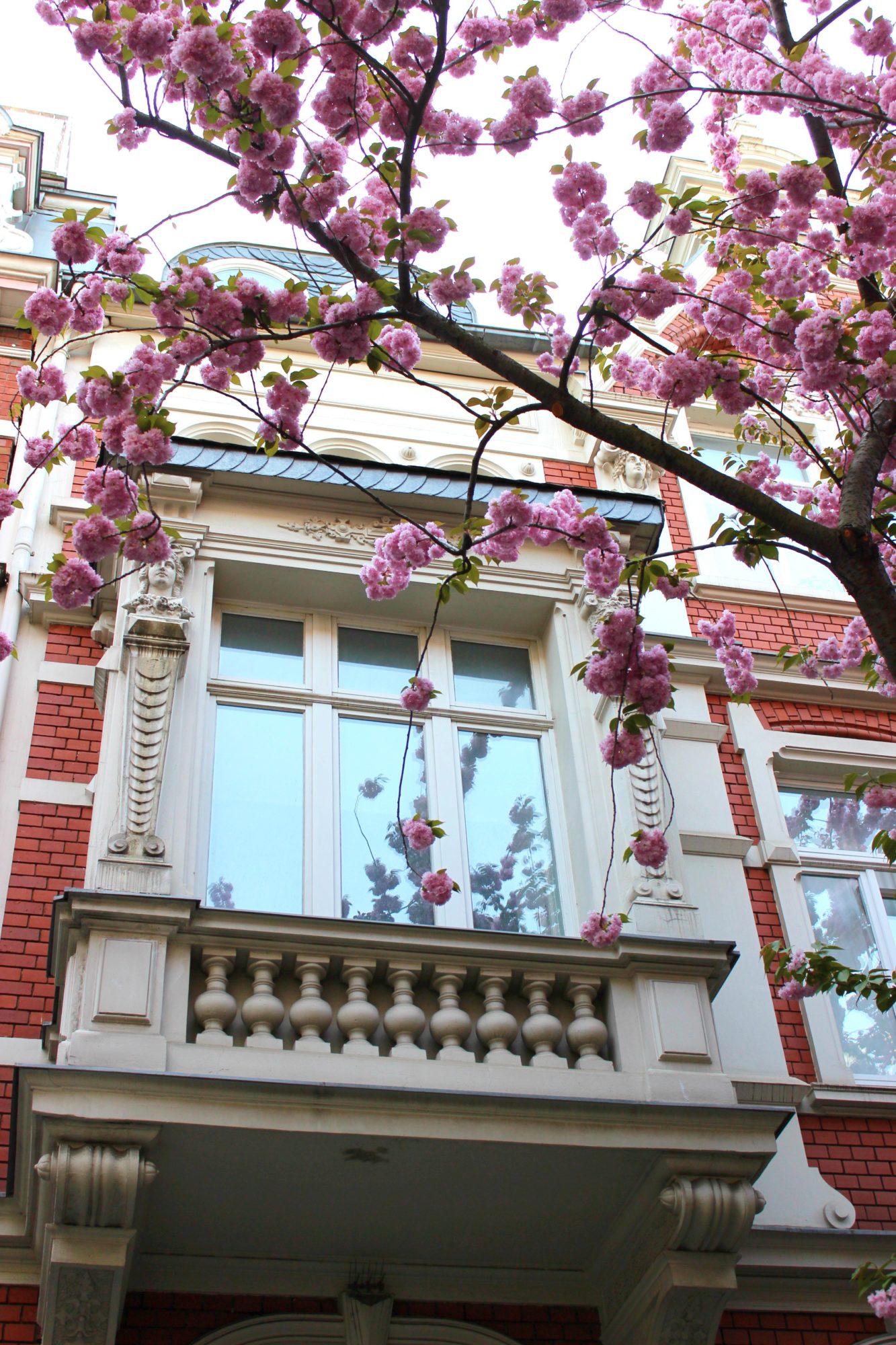 Cherry Blossoms in Altstadt Bonn - Ef Zin Creations