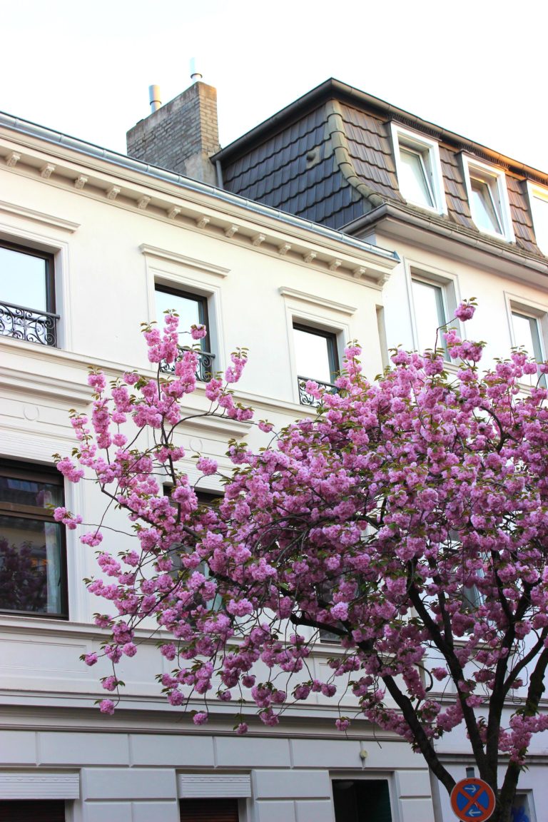 Cherry Blossoms in Altstadt Bonn - Ef Zin Creations
